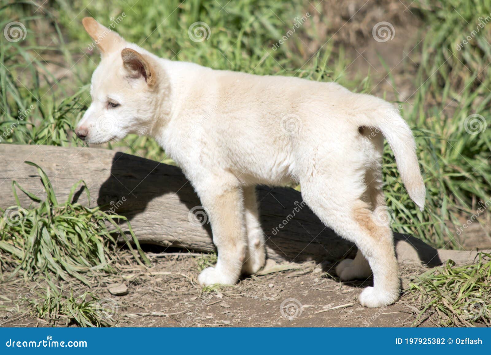 This is a White Dingo Puppy Stock Photo - Image of white, australia ...