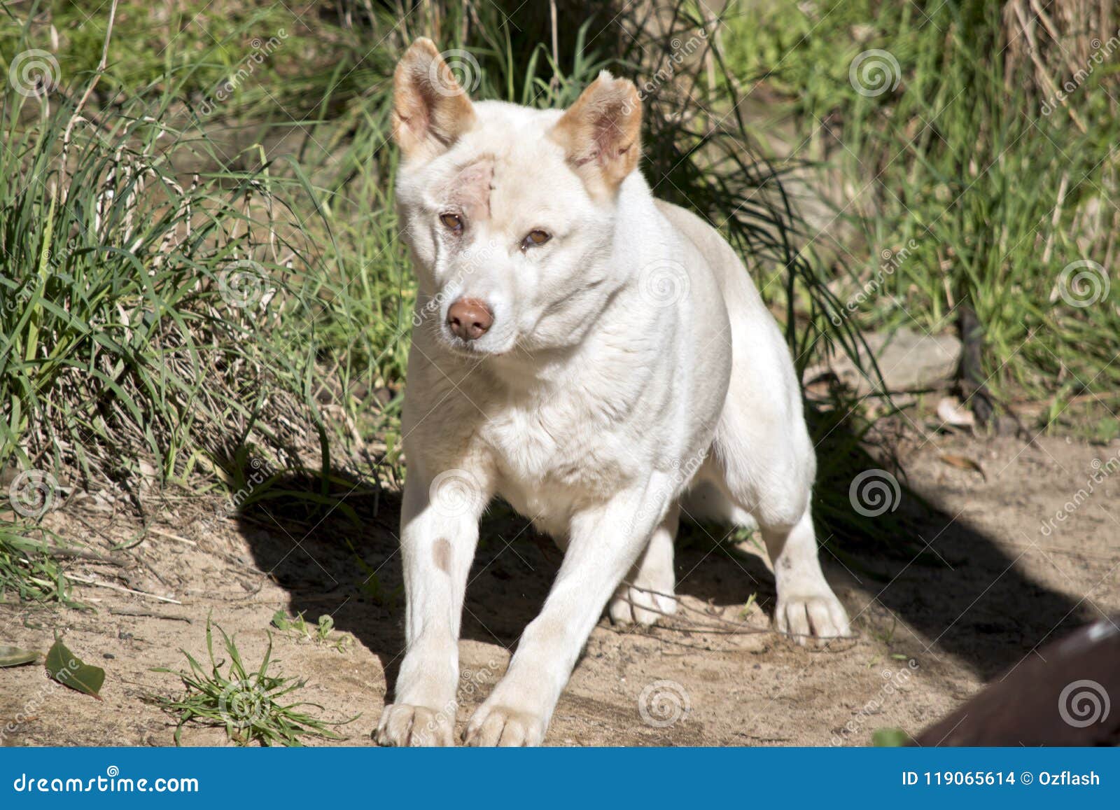 A white dingo stock photo. Image of australia, dingo - 119065614
