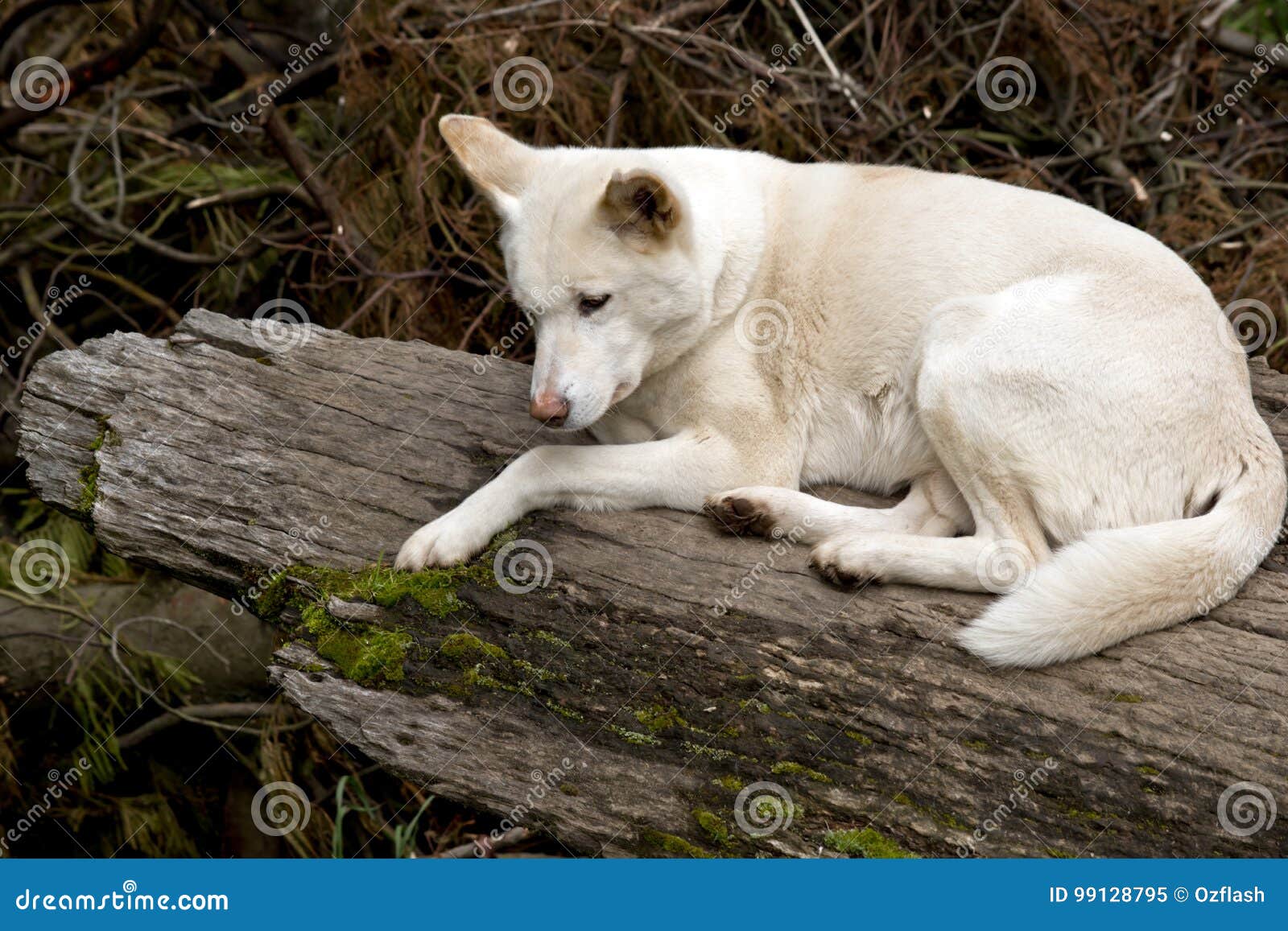 White dingo stock image. Image of eyes, vicious, fauna - 99128795