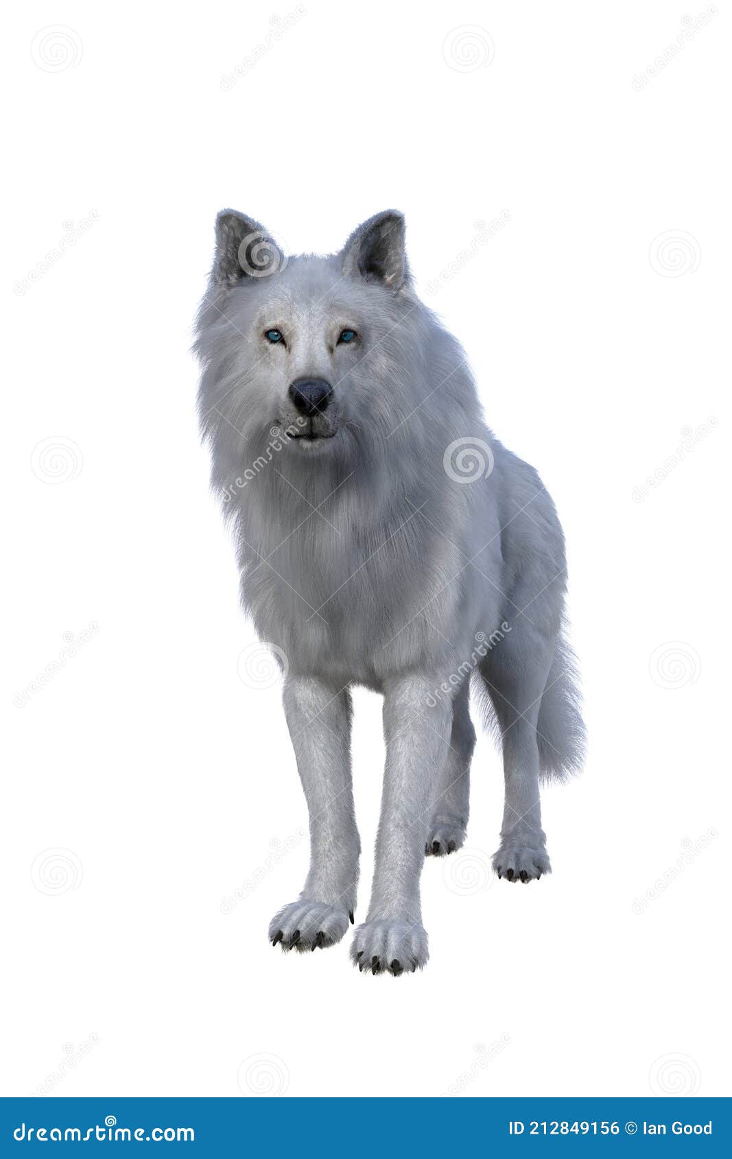 White Dire Wolf Stalking. 3d Illustration Isolated On White Background ...