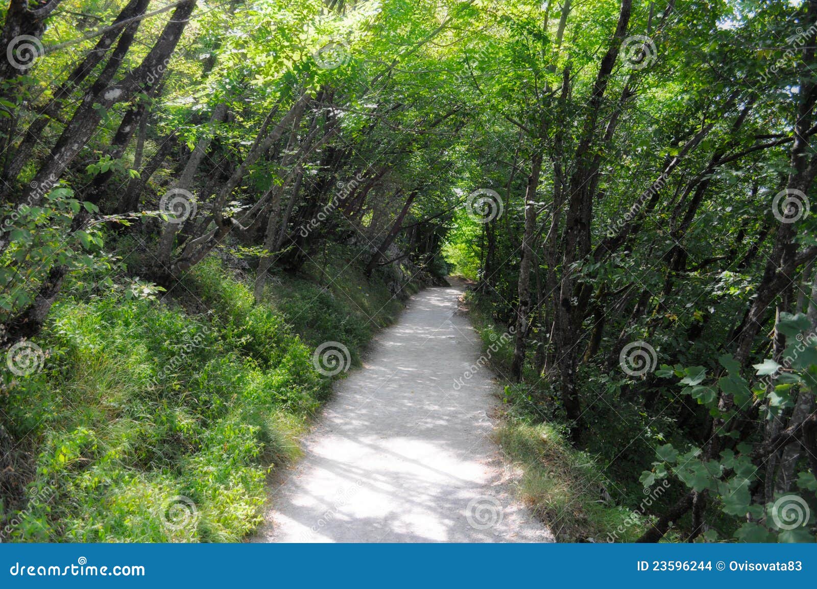 Path through trees stock photo. Image of natural, trees - 23596244