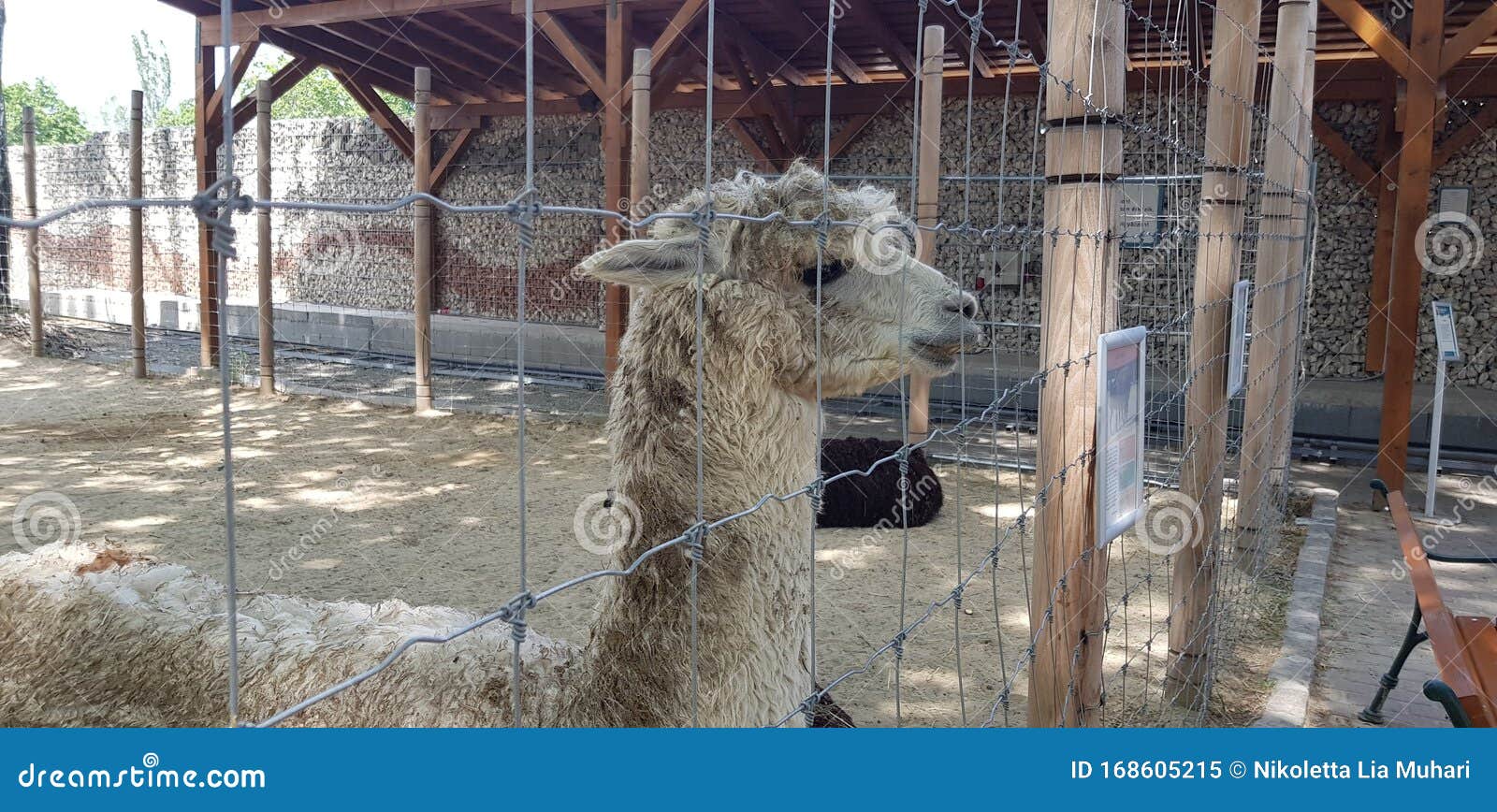 White and Dirty Llama Behind a Cage Stock Image - Image of face, lama ...