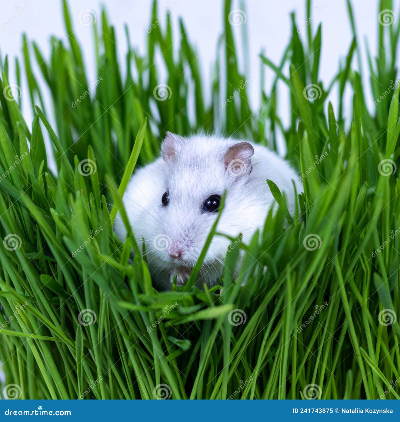 White Djungarian Hamster Sits in Green Grass Close-up. Stock Image ...