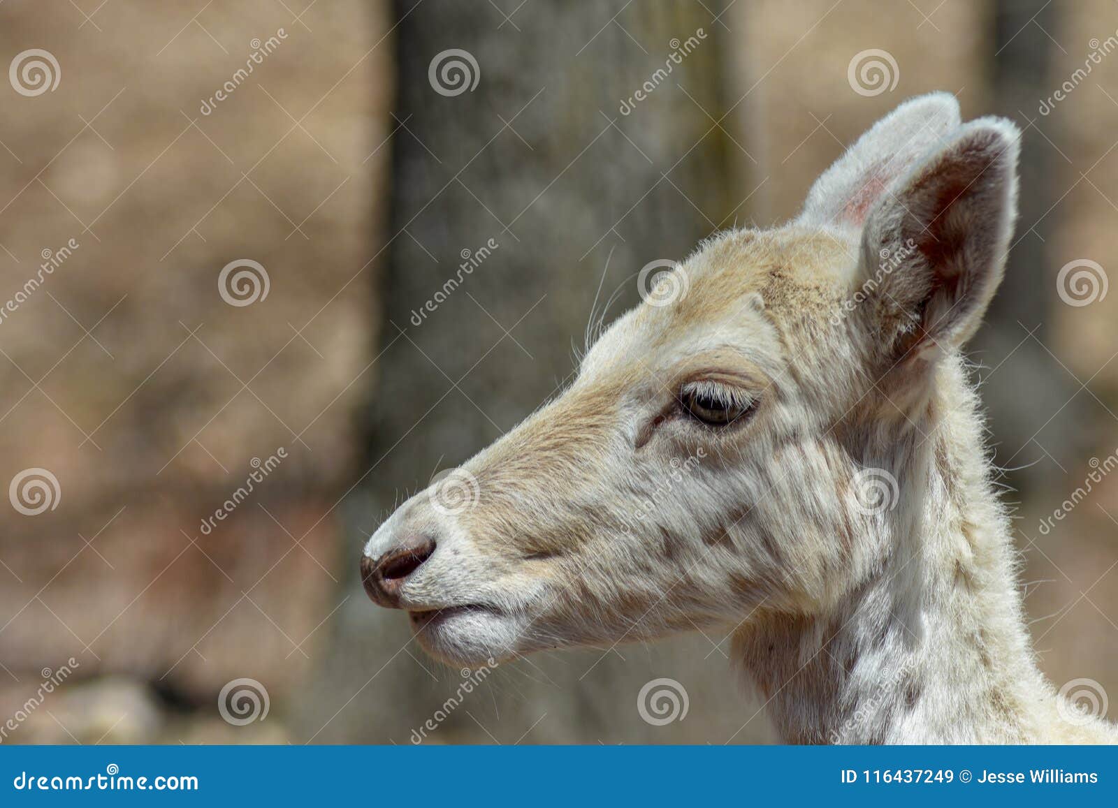 White doe stock image. Image of close, beautiful, white - 116437249