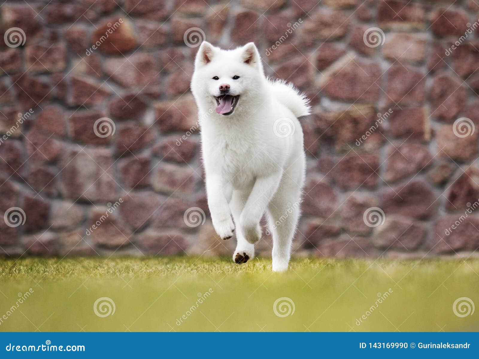 White dog akita inu stock photo. Image of puppy, outside - 143169990
