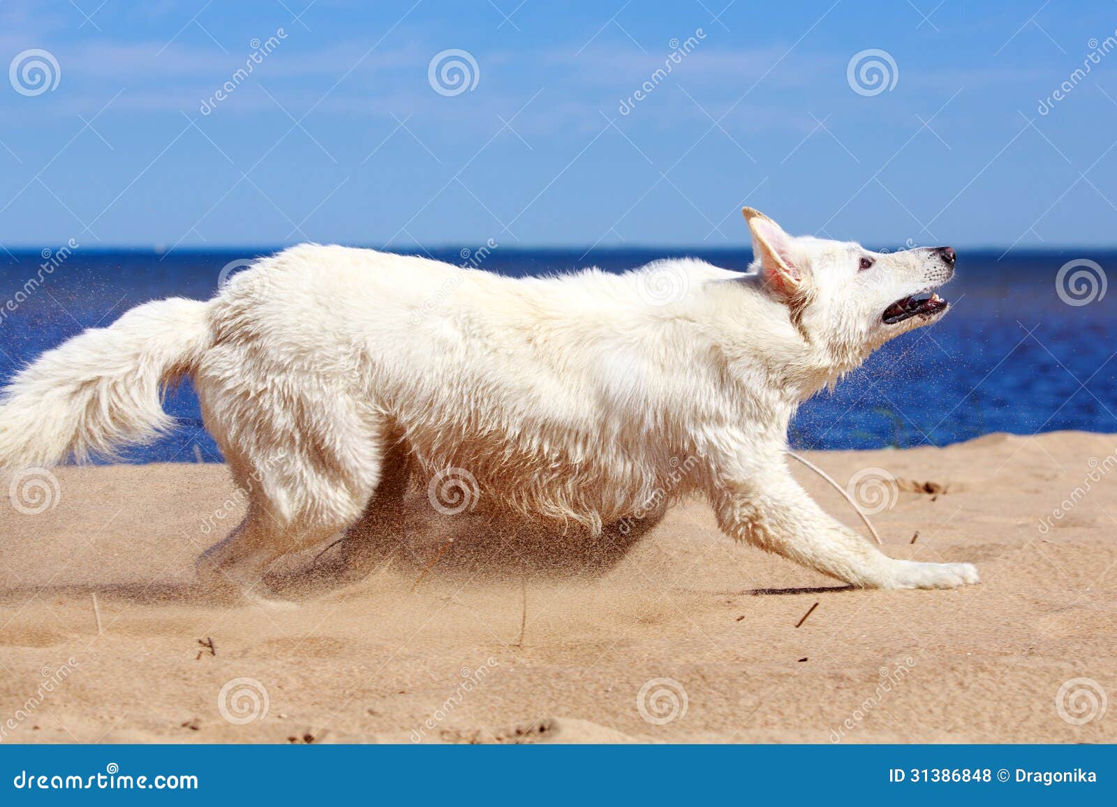 White dog on the beach stock photo. Image of beach, animal - 31386848