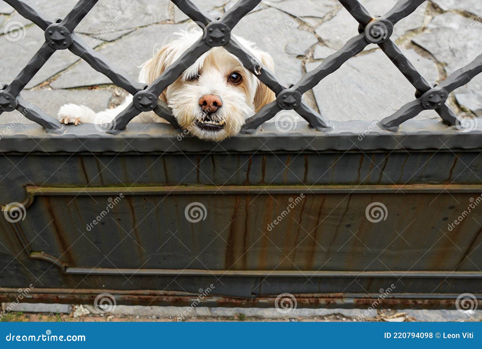 White dog behind a gate stock photo. Image of house - 220794098