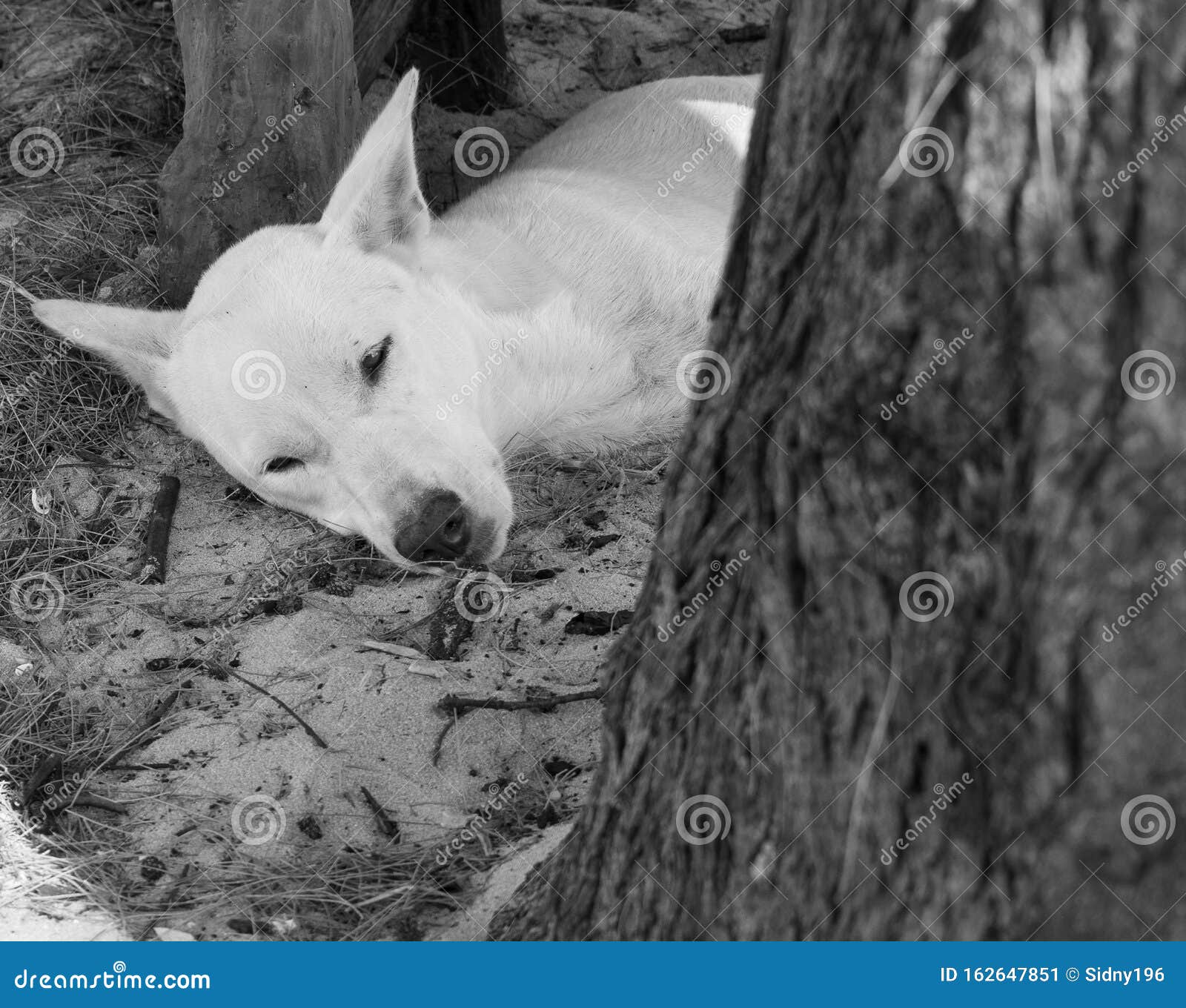 White dog behind the tree stock image. Image of petal - 162647851