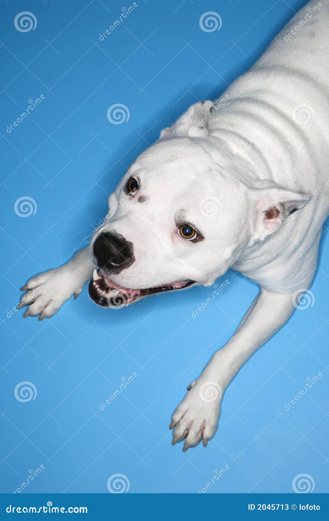 White Dog on Blue Background. Stock Image - Image of animal, portrait ...