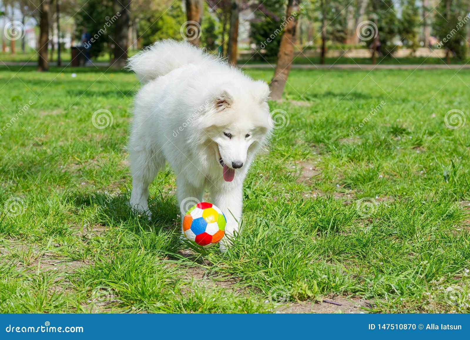 White Dog Breed Samoyed Plays with a Multi-colored Ball in the Park on ...
