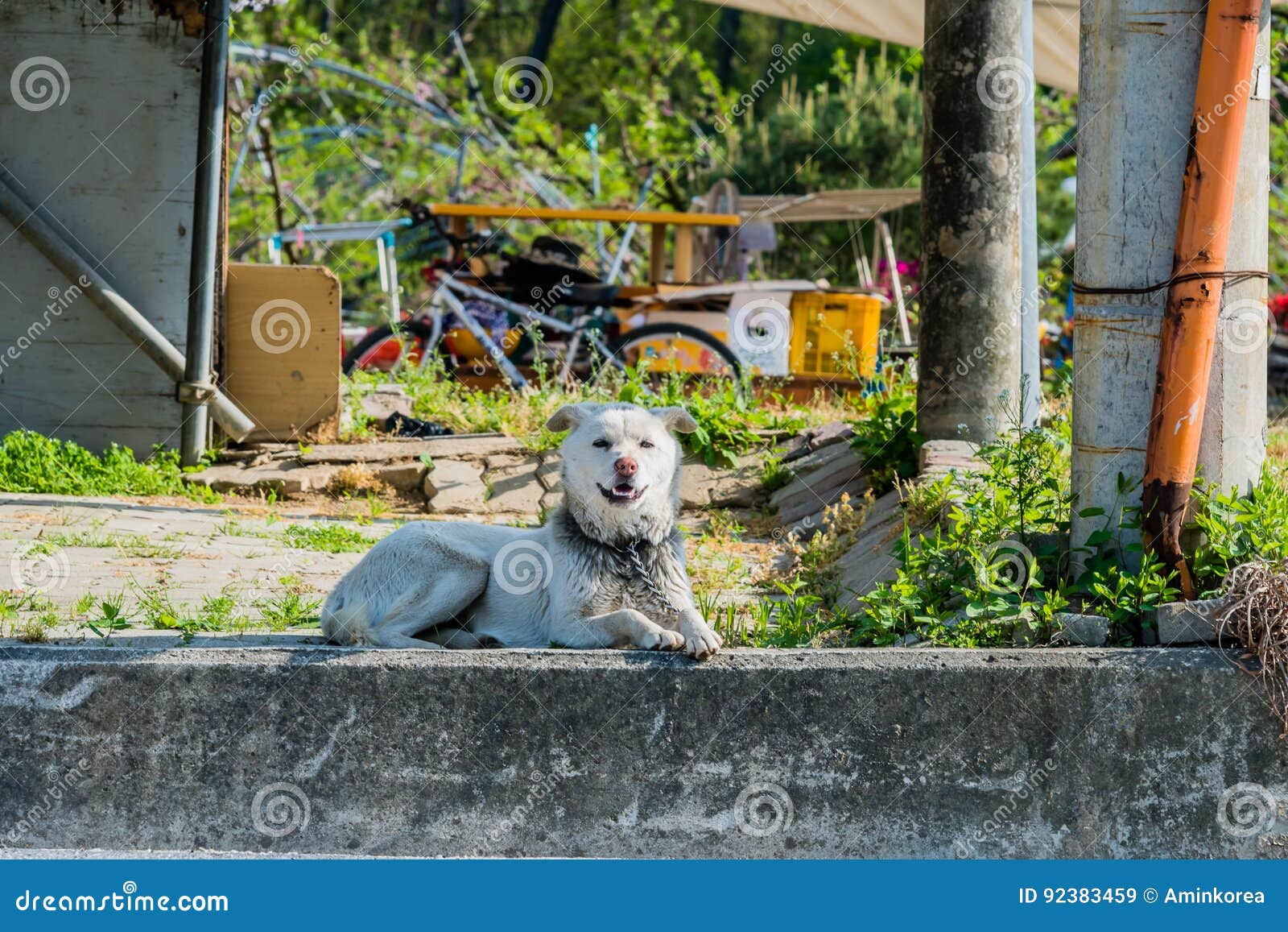 White Dog with Chain Around Neck Stock Image - Image of collar, outdoor ...