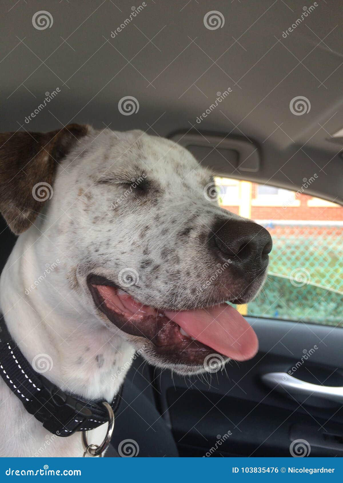 White dog blinking stock photo. Image of white, closing - 103835476