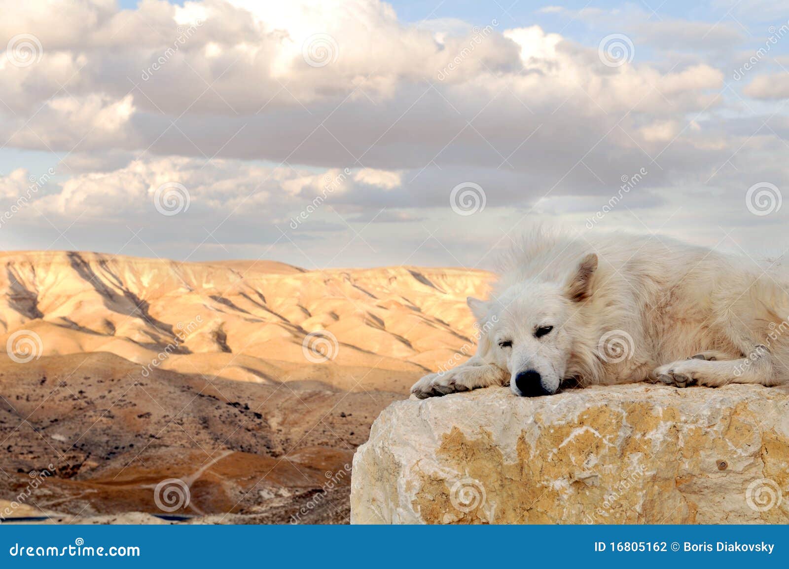 White dog in desert stock photo. Image of animal, pedigree - 16805162