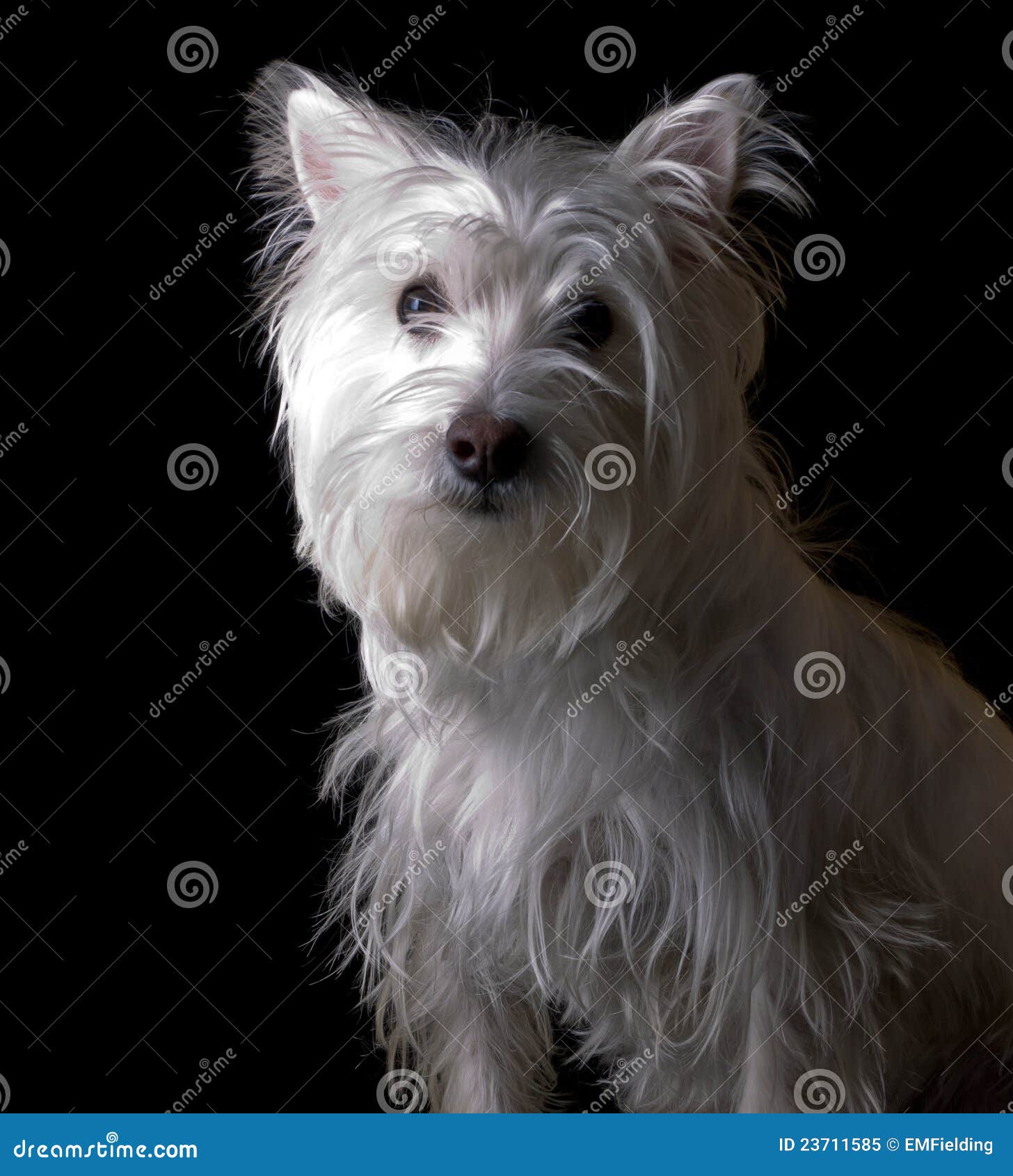 White Dog with Dramatic Lighting. Stock Image - Image of adopt ...