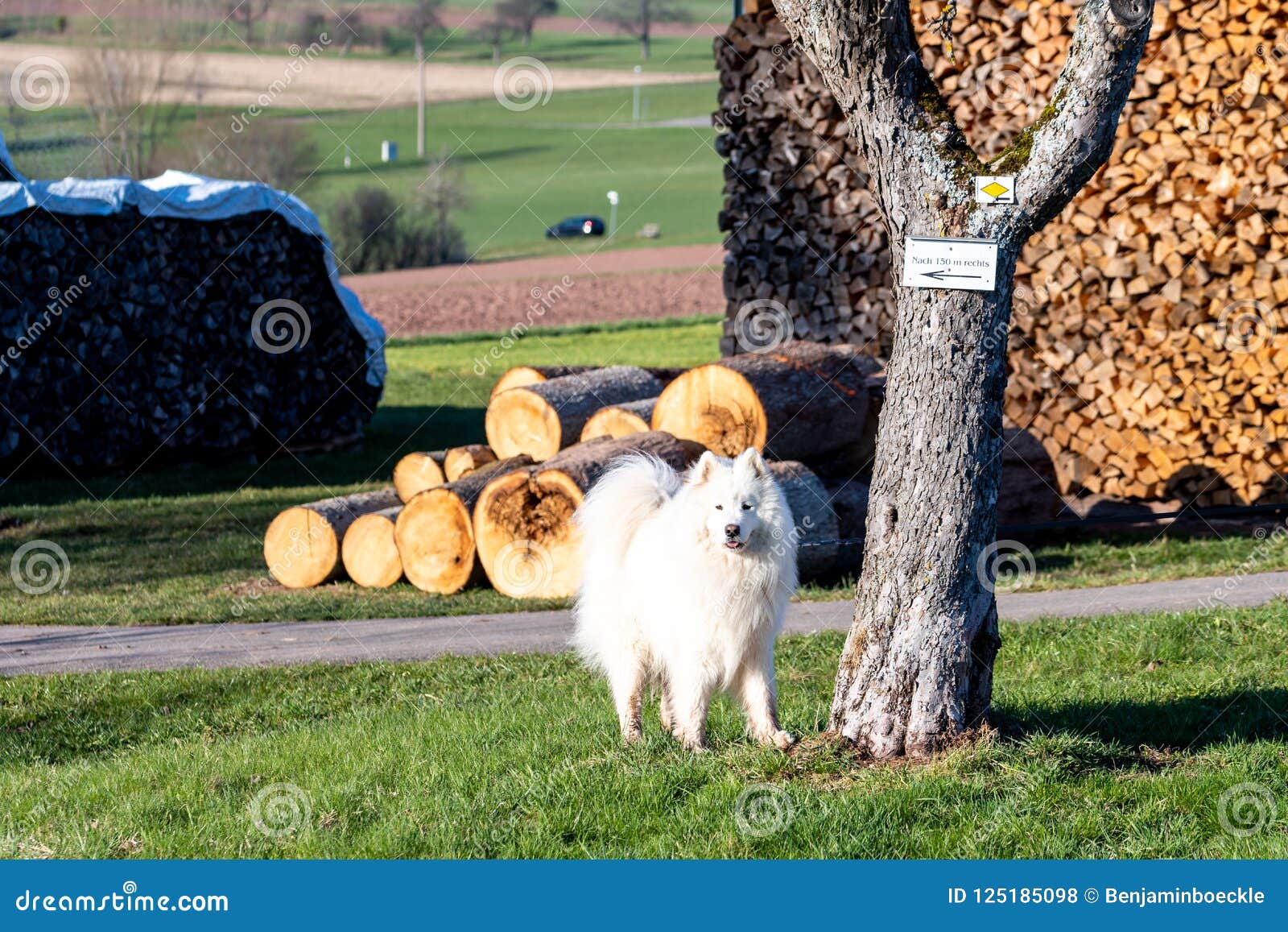 White Dog in Front of Wood Stack Stock Photo - Image of nature, green ...