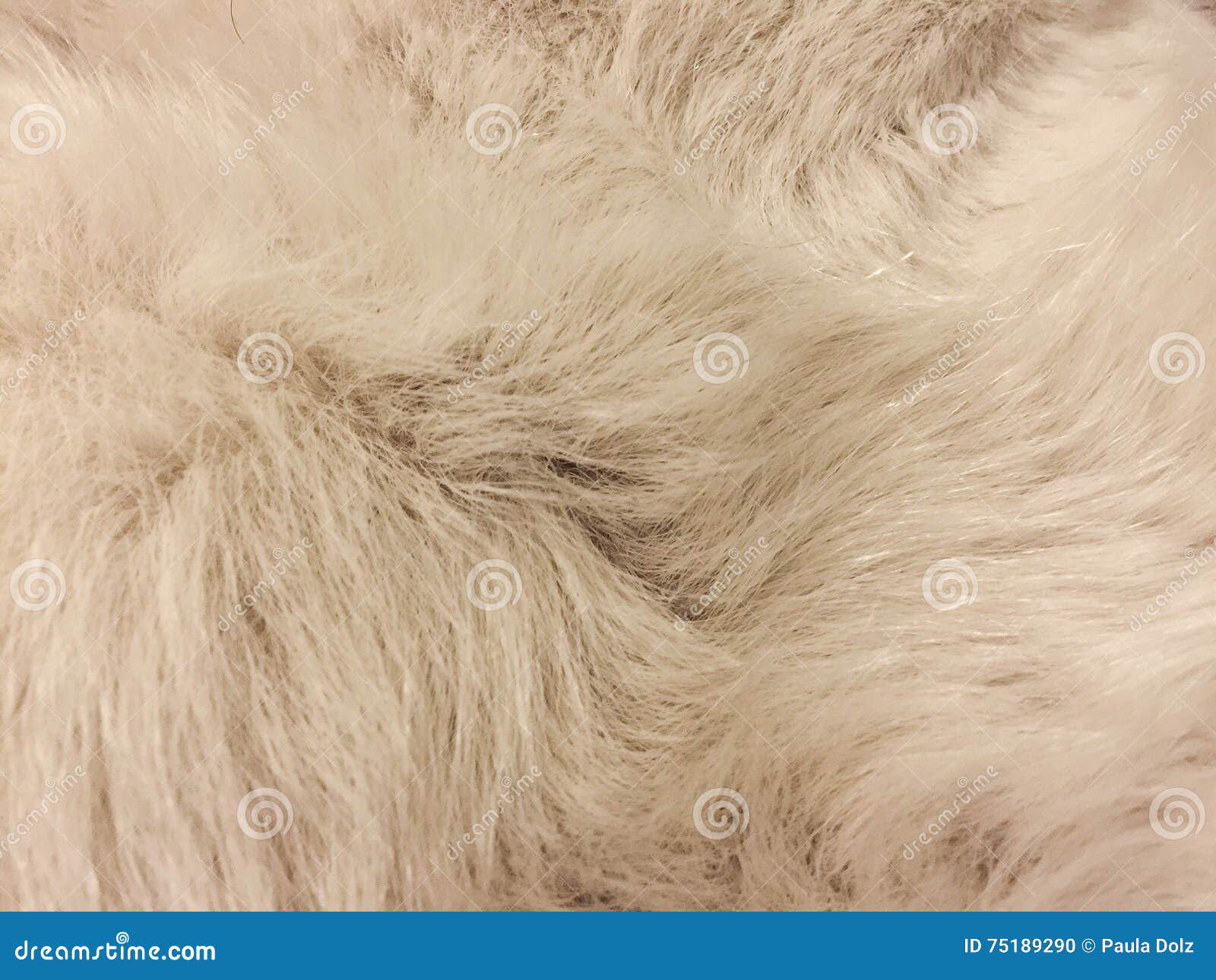 White dog fur texture stock photo. Image of golden, texture - 75189290