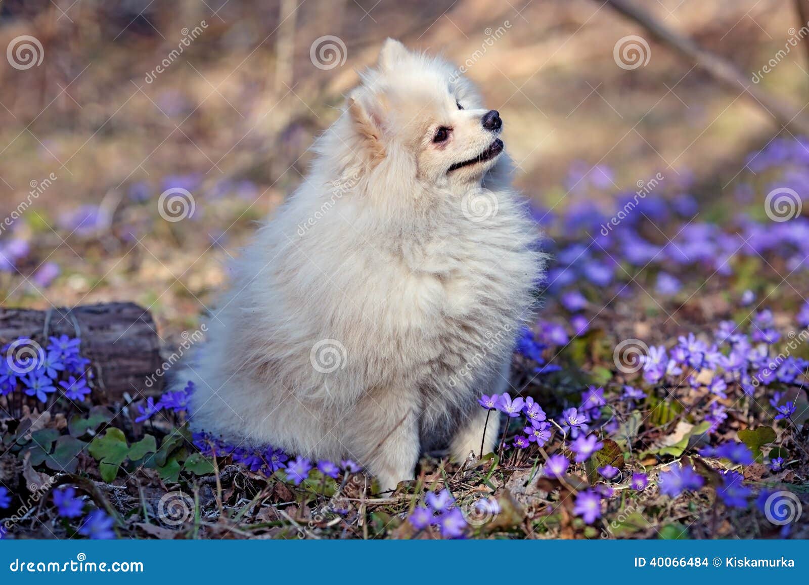 White Dog German Spitz Is Sitting On The Lawn Stock Photo - Image: 40066484