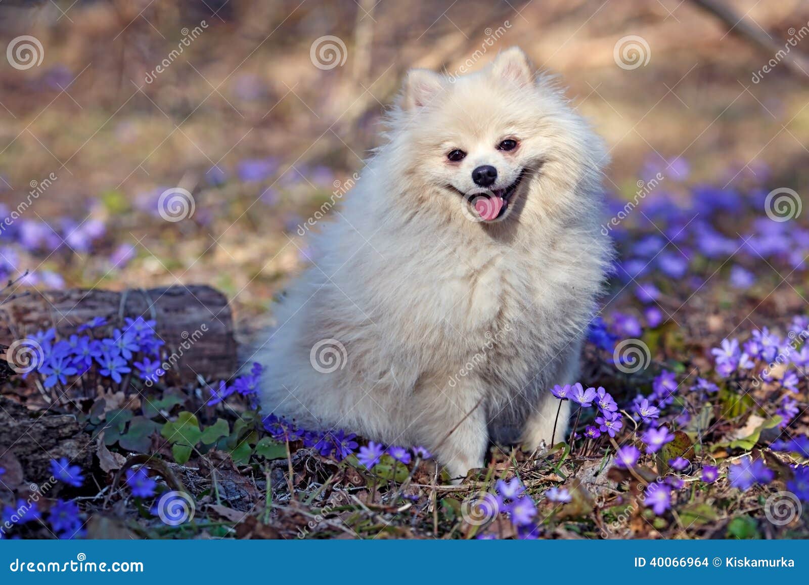 White Dog German Spitz is Sitting on the Lawn Stock Photo - Image of ...