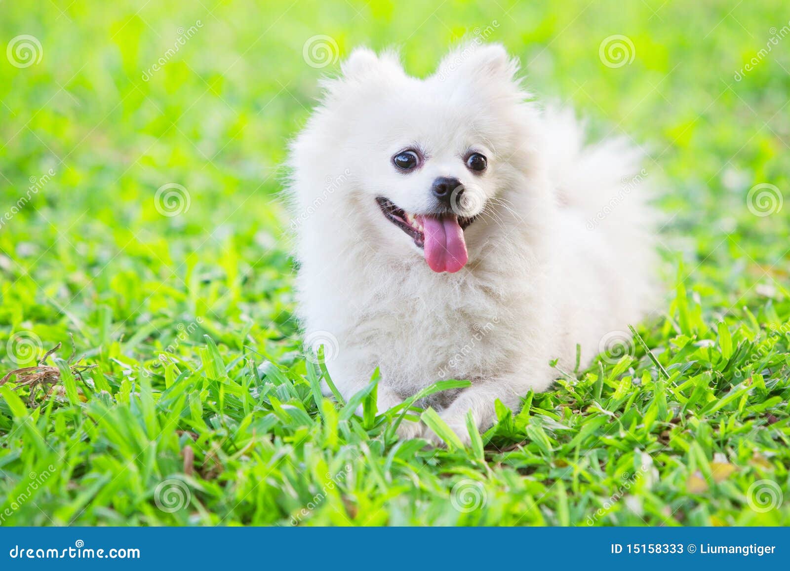 White dog on green grass stock image. Image of green - 15158333