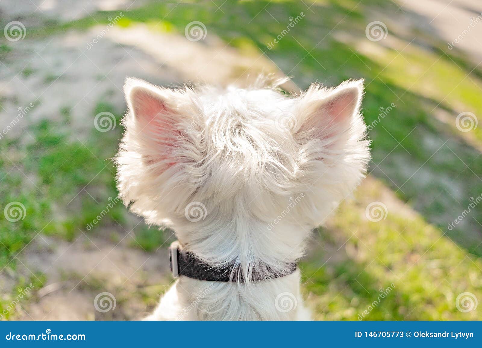 Head of a White Fluffy Dog with Large Triangular Protruding Ears Stock ...