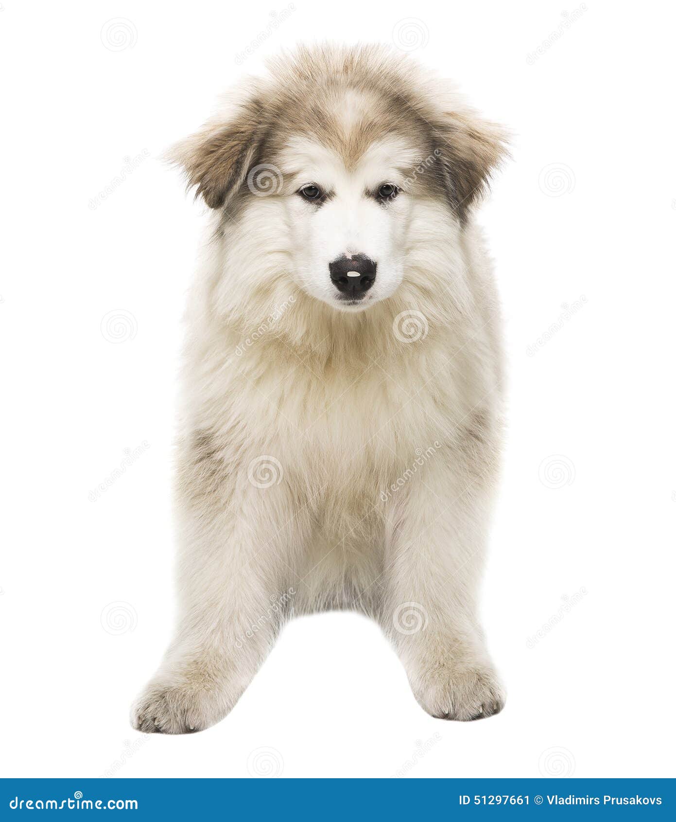 White Dog Husky Puppy, Whelp Isolated Over White Background, Loo Stock ...
