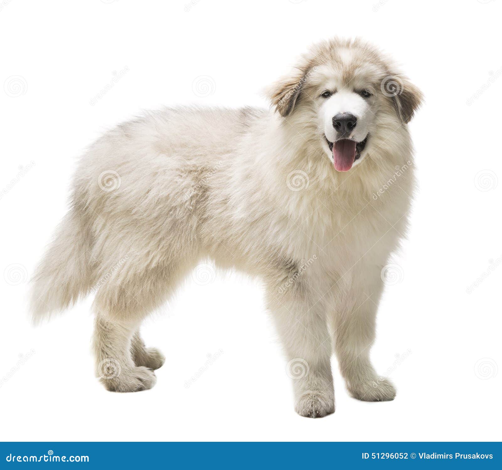 Baby Hasky Stock Photos - Free & Royalty-Free Stock Photos from Dreamstime