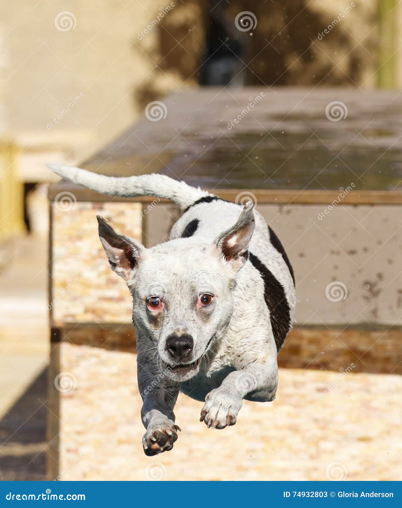 White Dog after Jumping Off the Dock into the Pool Stock Image - Image ...