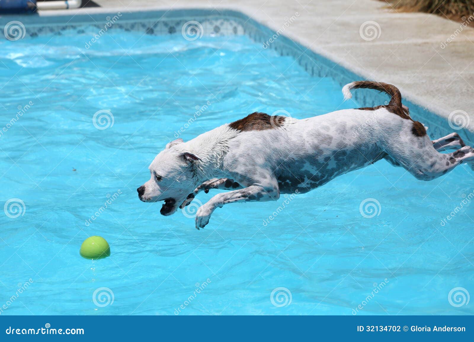 Corgi Jumping Off Dock