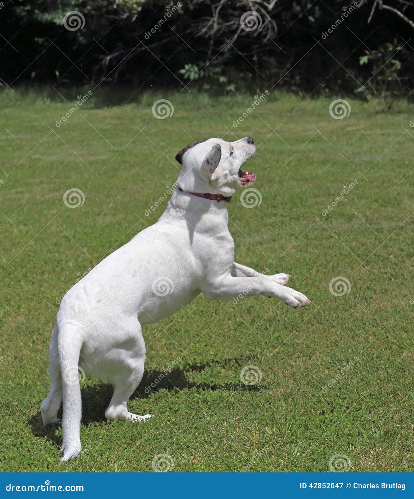 White Dog Jumping stock image. Image of mammal, labrador - 42852047