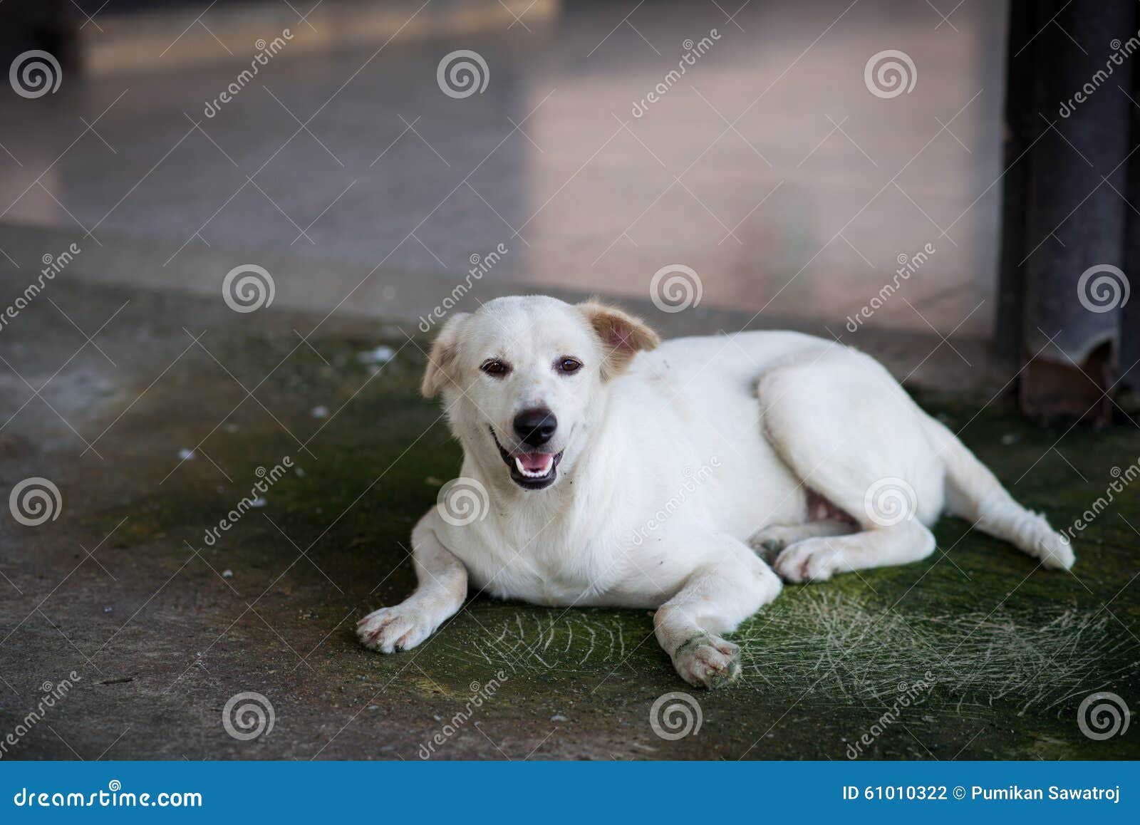 White dog look camera stock photo. Image of beautiful - 61010322