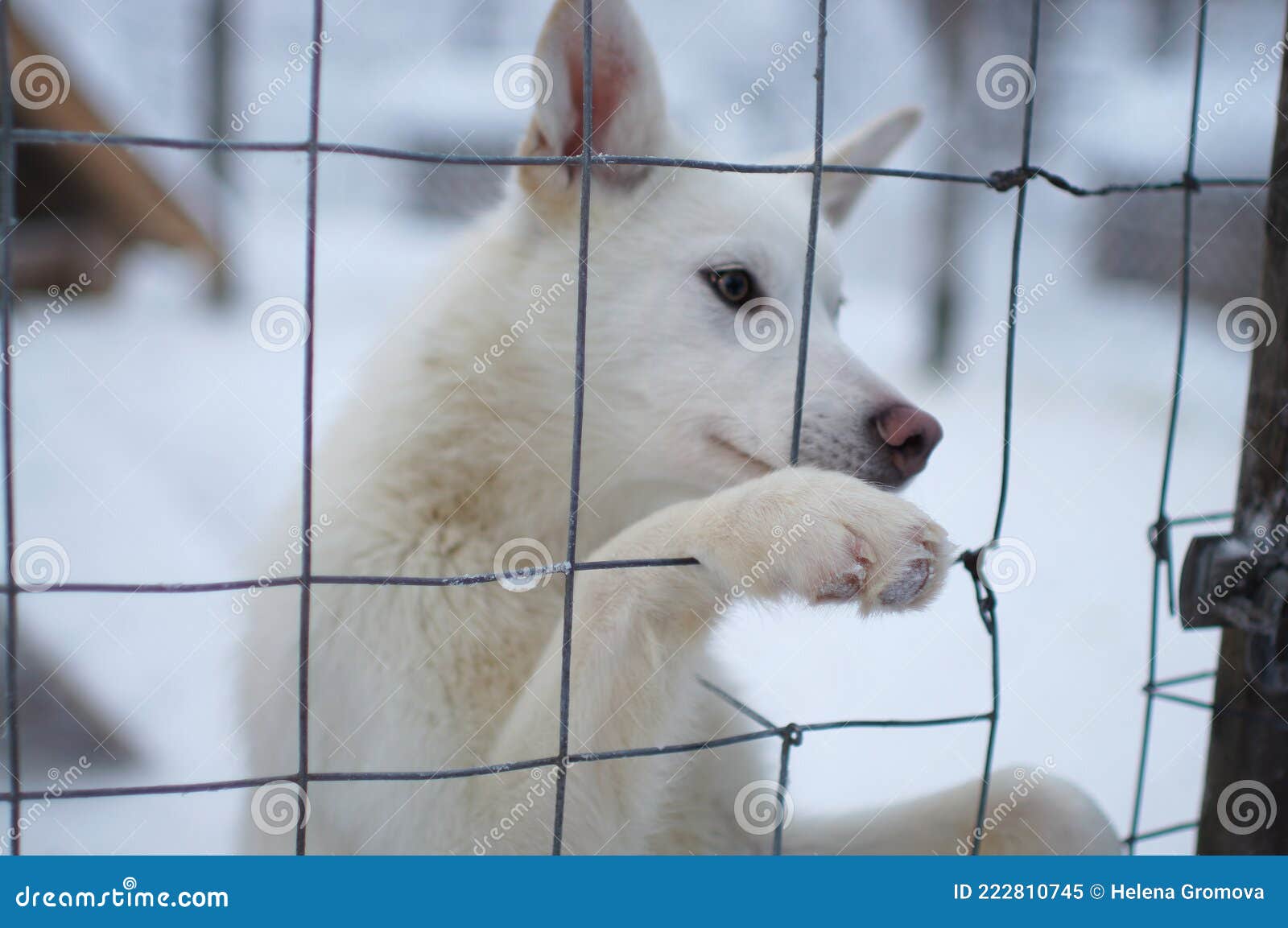 White Dog Looking Forward from the Cage. Animals Background Stock Image ...