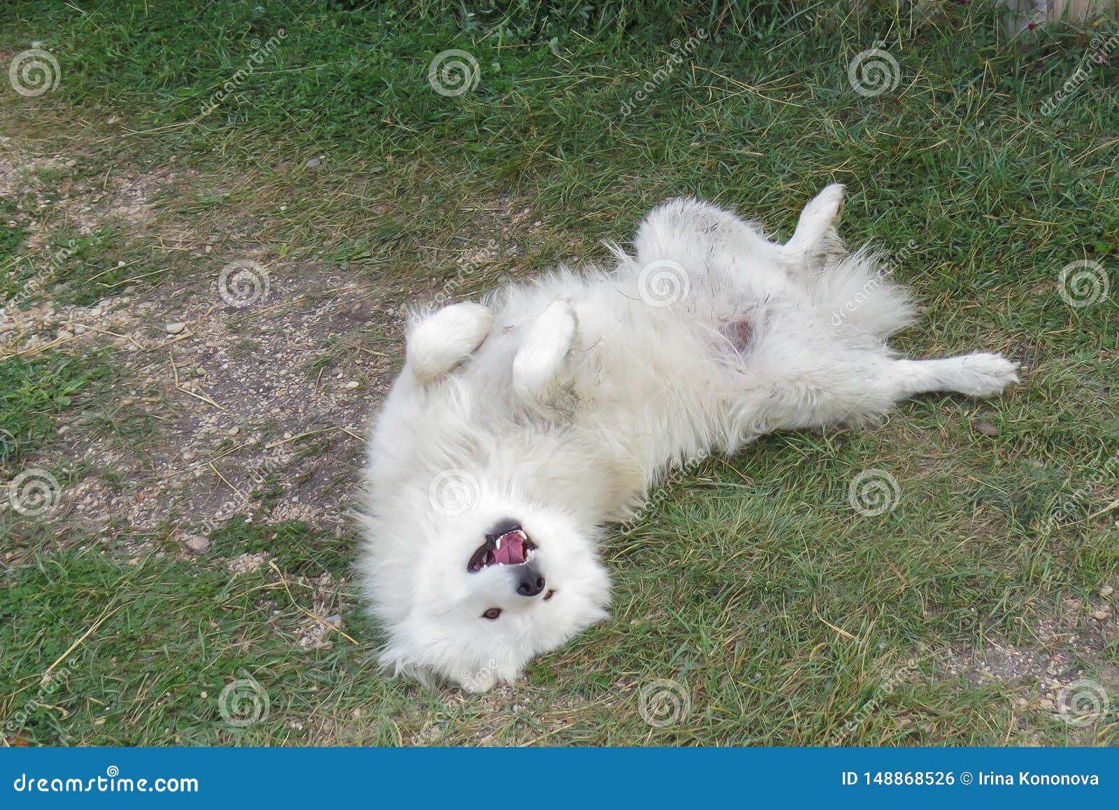 White Dog Lying on His Back and Smiling Stock Photo - Image of active ...