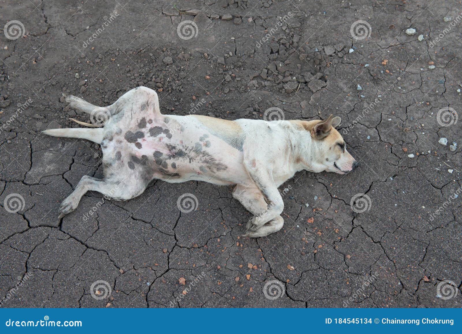 White Dog is Lying Up on Soil Floor Stock Photo - Image of green ...