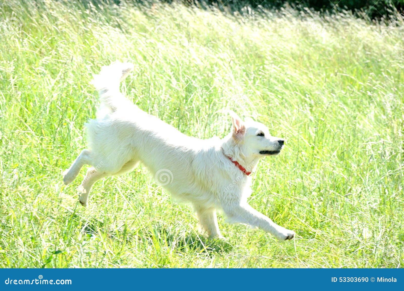 The White Dog in the Nature Stock Photo - Image of health, friend: 53303690