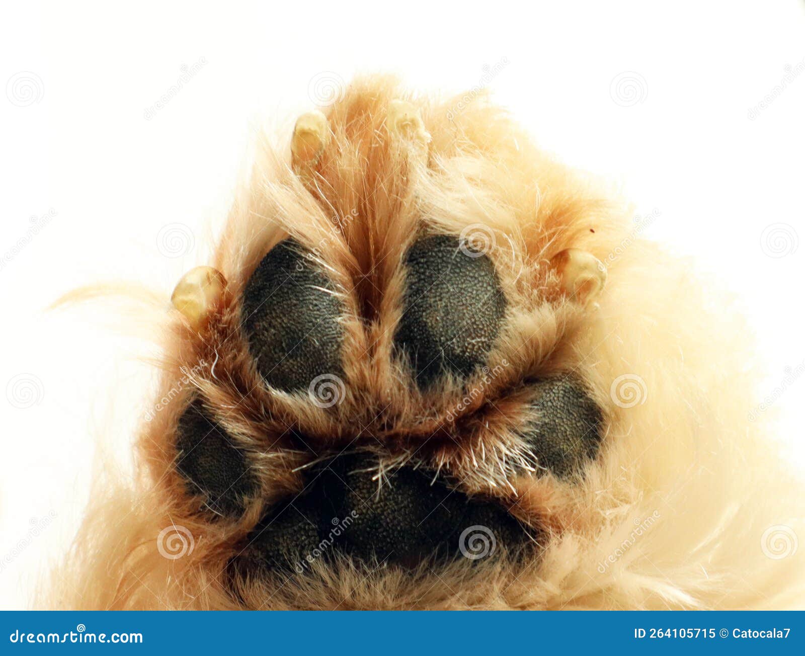 White Dog Paw with Claws Closeup Isolated on White Stock Image - Image ...