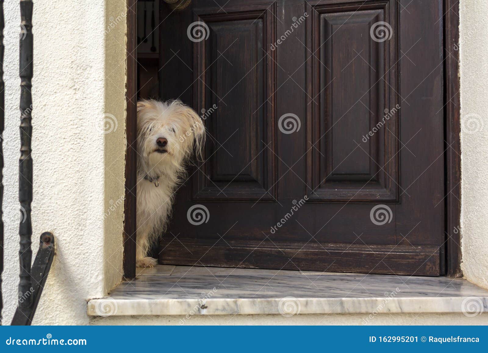 White Dog Peeking in Door of the House Stock Image - Image of front ...