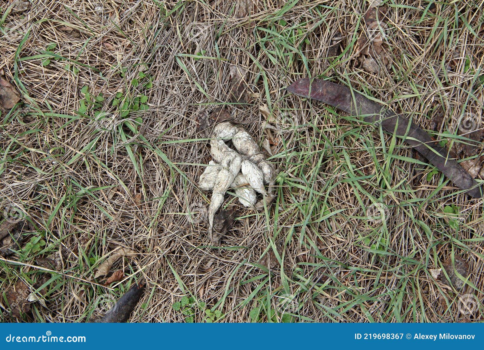 White Dog Poop on a Green Grass Stock Image - Image of brown, poop ...