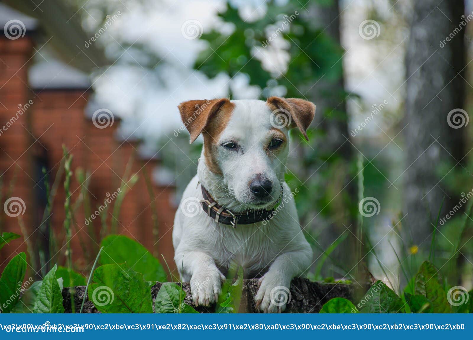 A White Dog is Lying on a Stump Stock Photo - Image of small, white ...