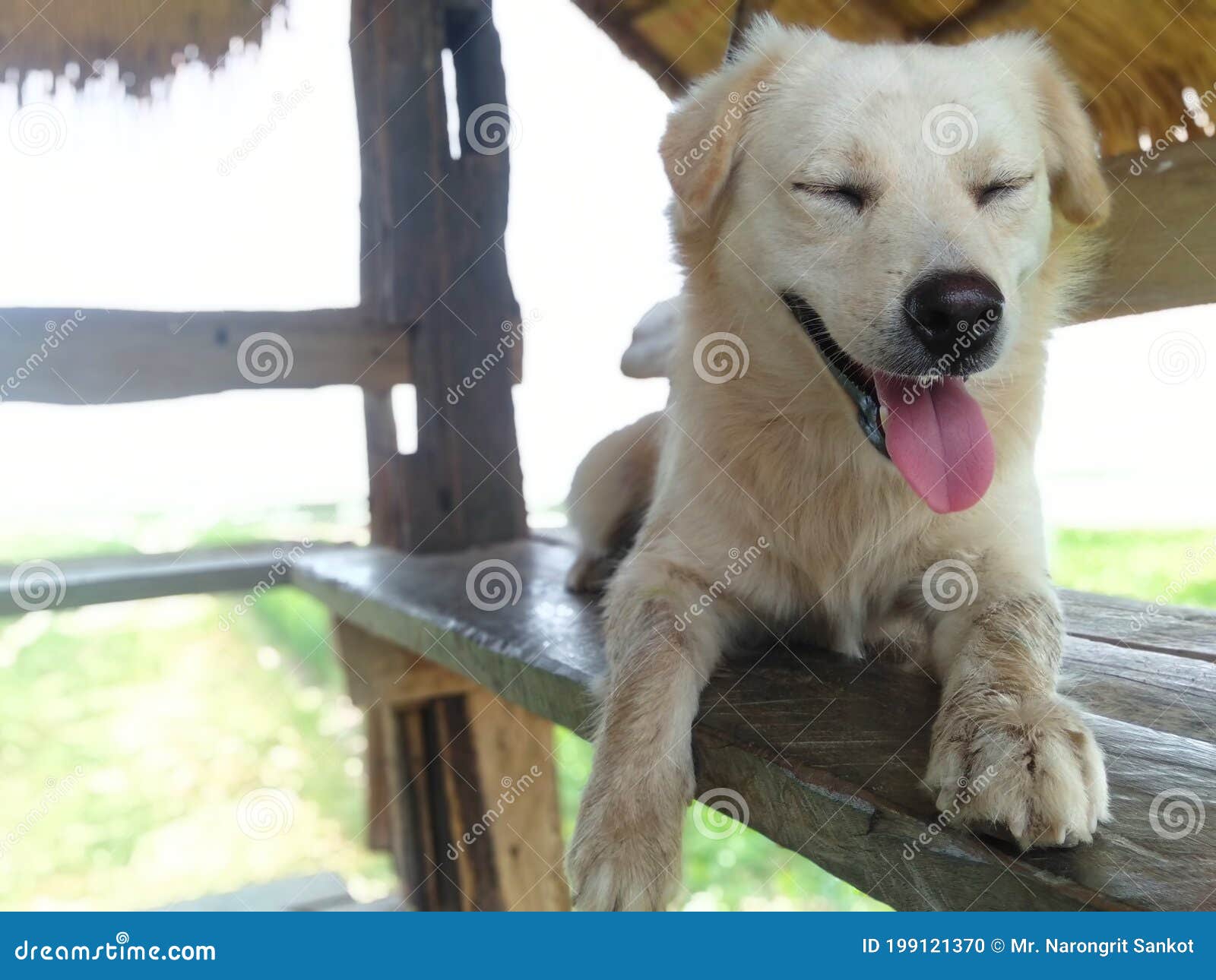 A White Dog Resting on a Roadside Shelter. Stock Photo - Image of ...