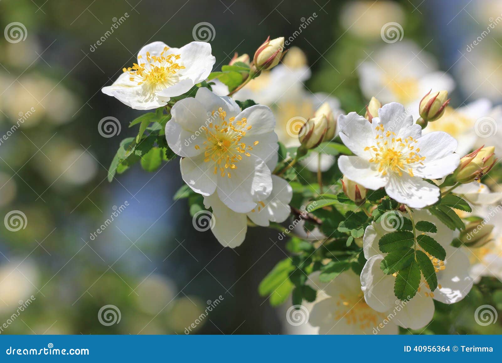 White flowers of dog-rose stock photo. Image of blooming - 40956364
