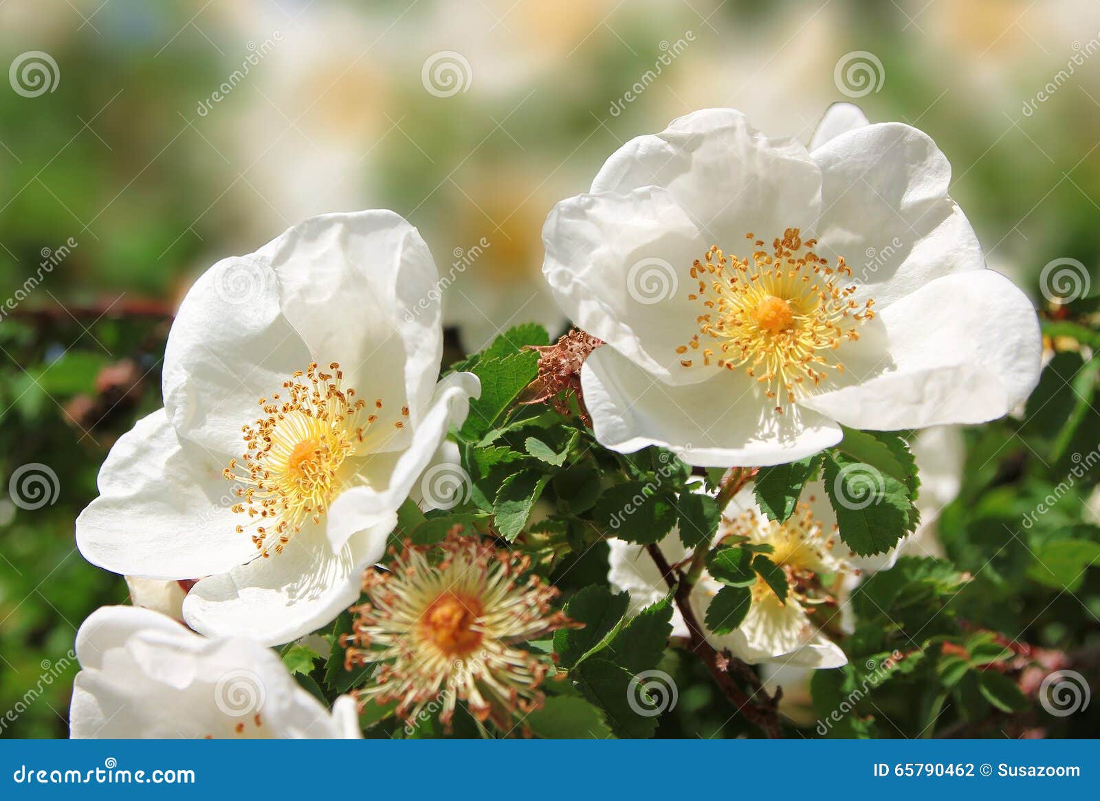White Dog Roses in the Garden Stock Photo - Image of leaves, blooming ...