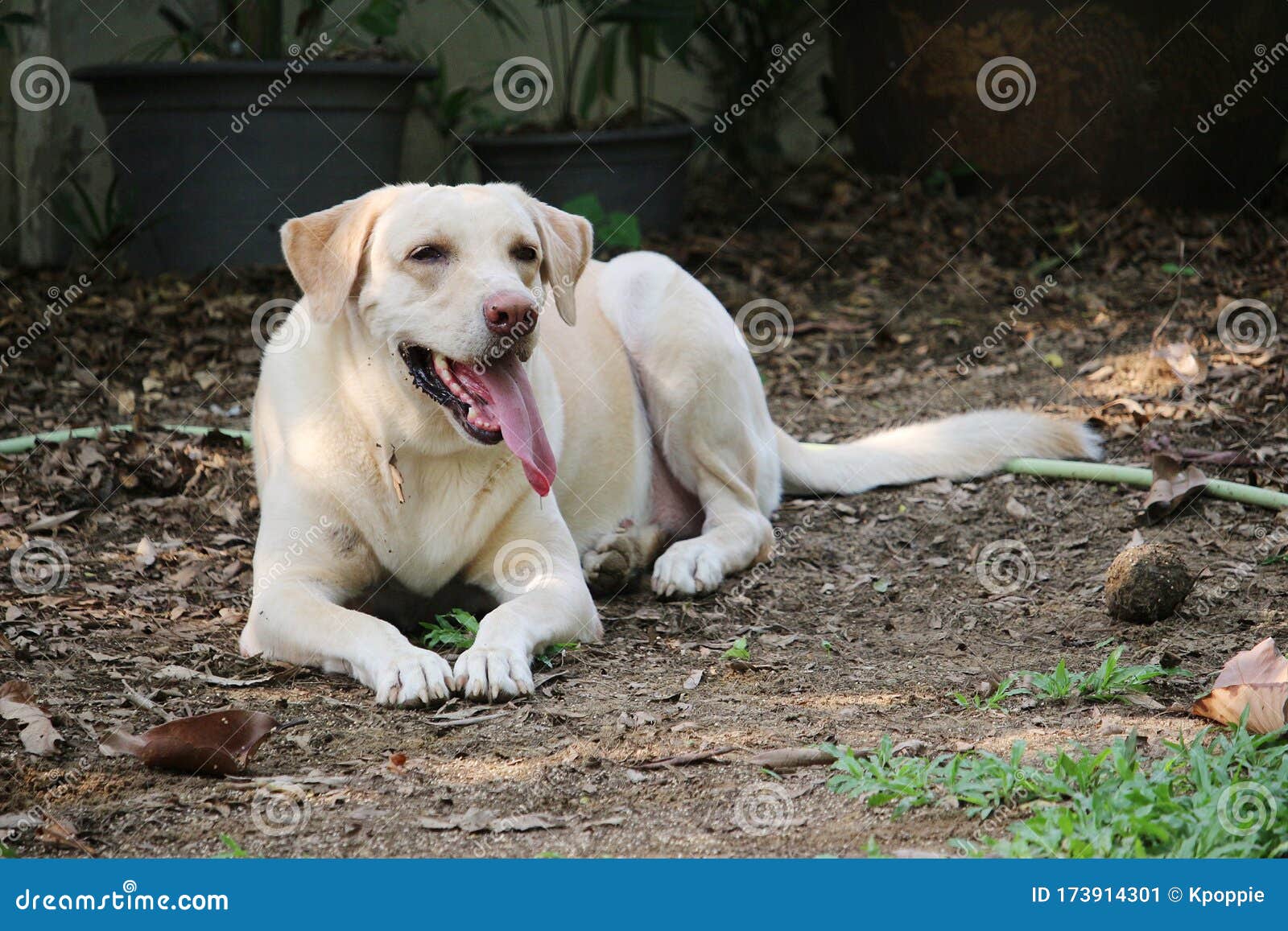 White dog after running stock image. Image of tired - 173914301