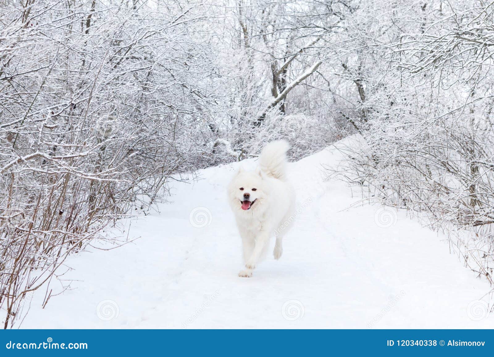 White Dog Samoyed Running in the Winter Woods. Stock Photo - Image of ...