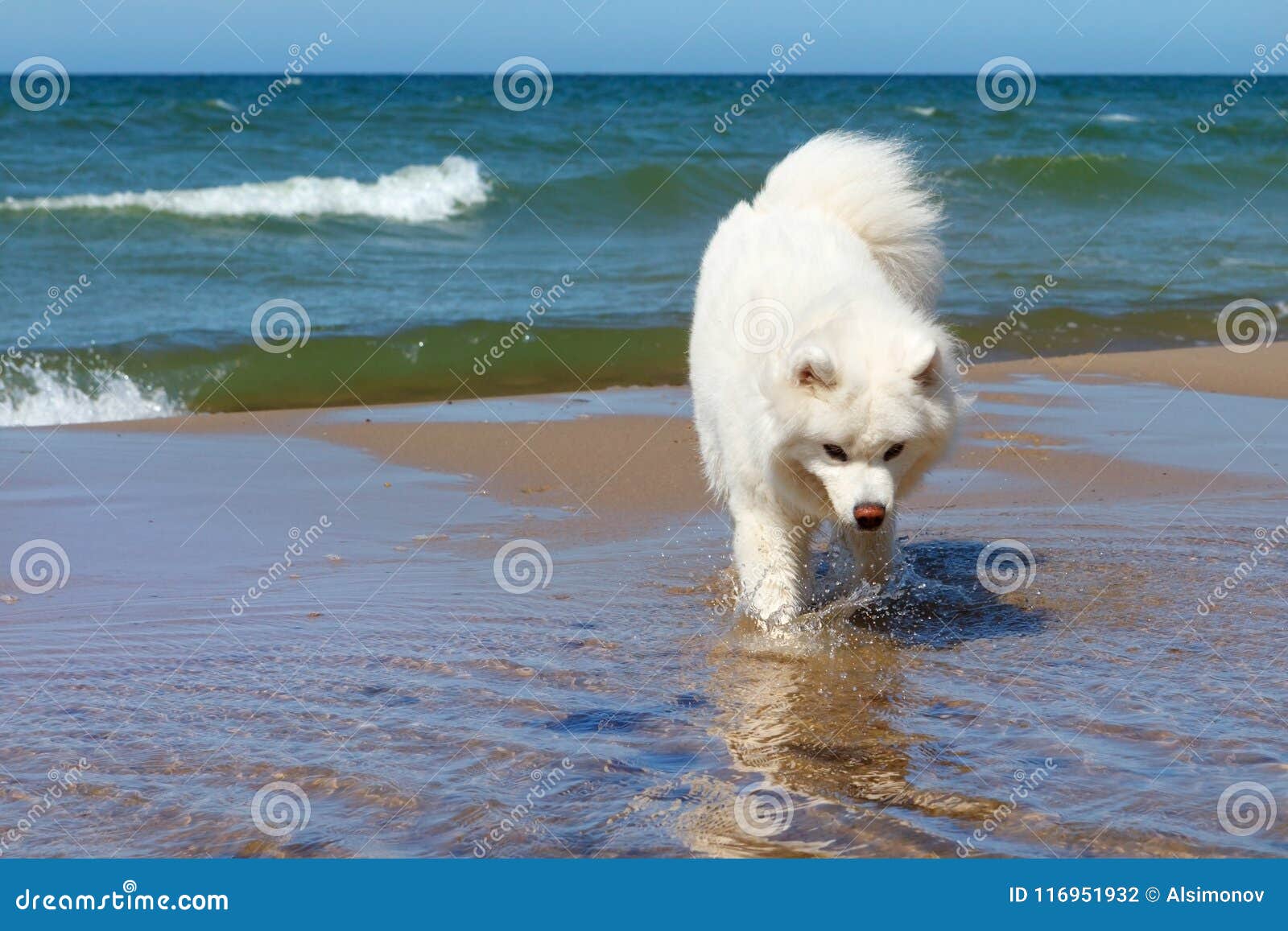 White Dog Samoyed Walks on Water on the Sea Background Stock Photo ...