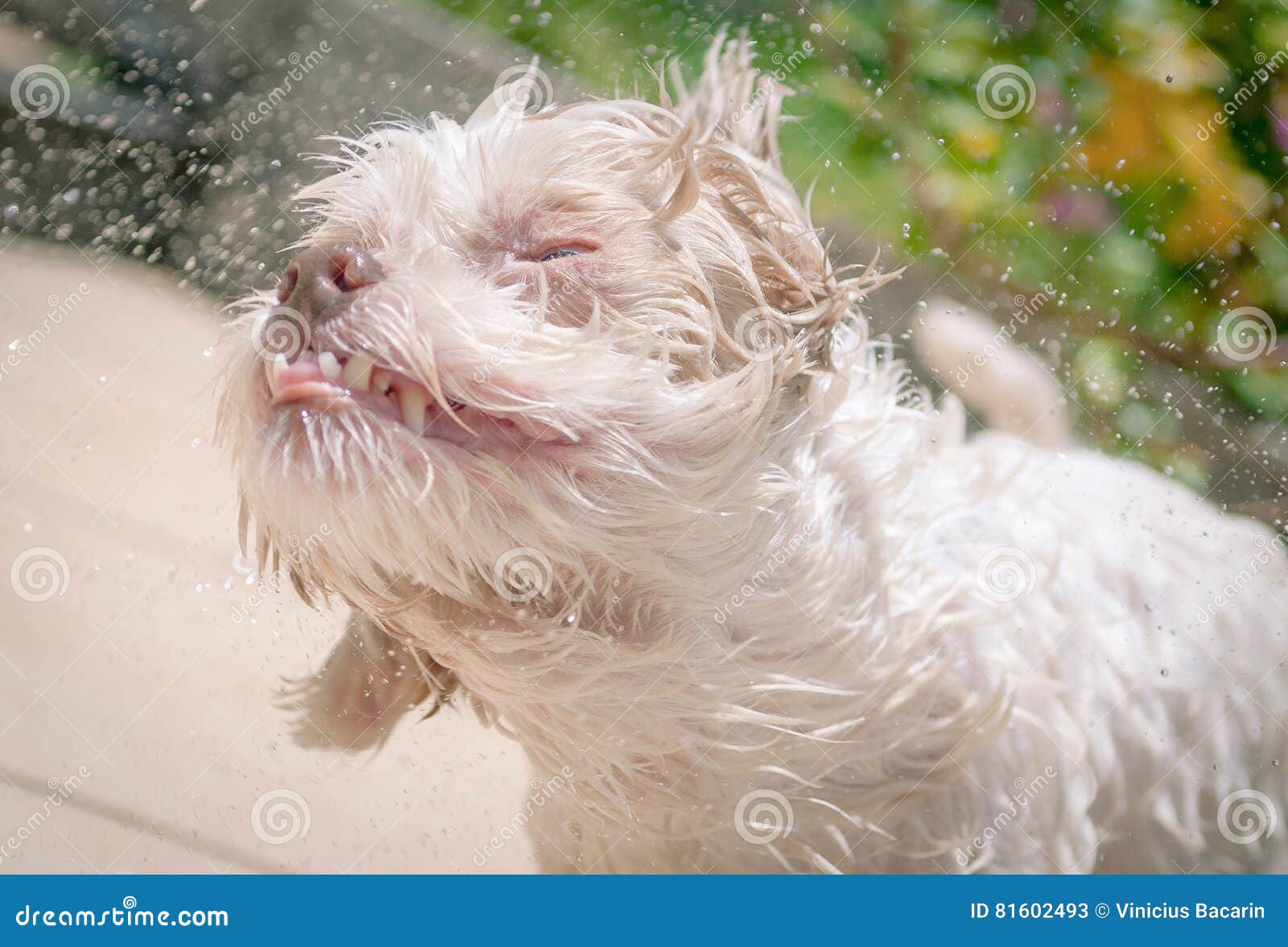 White Dog Shaking Off Water after a Bath Stock Image - Image of ...