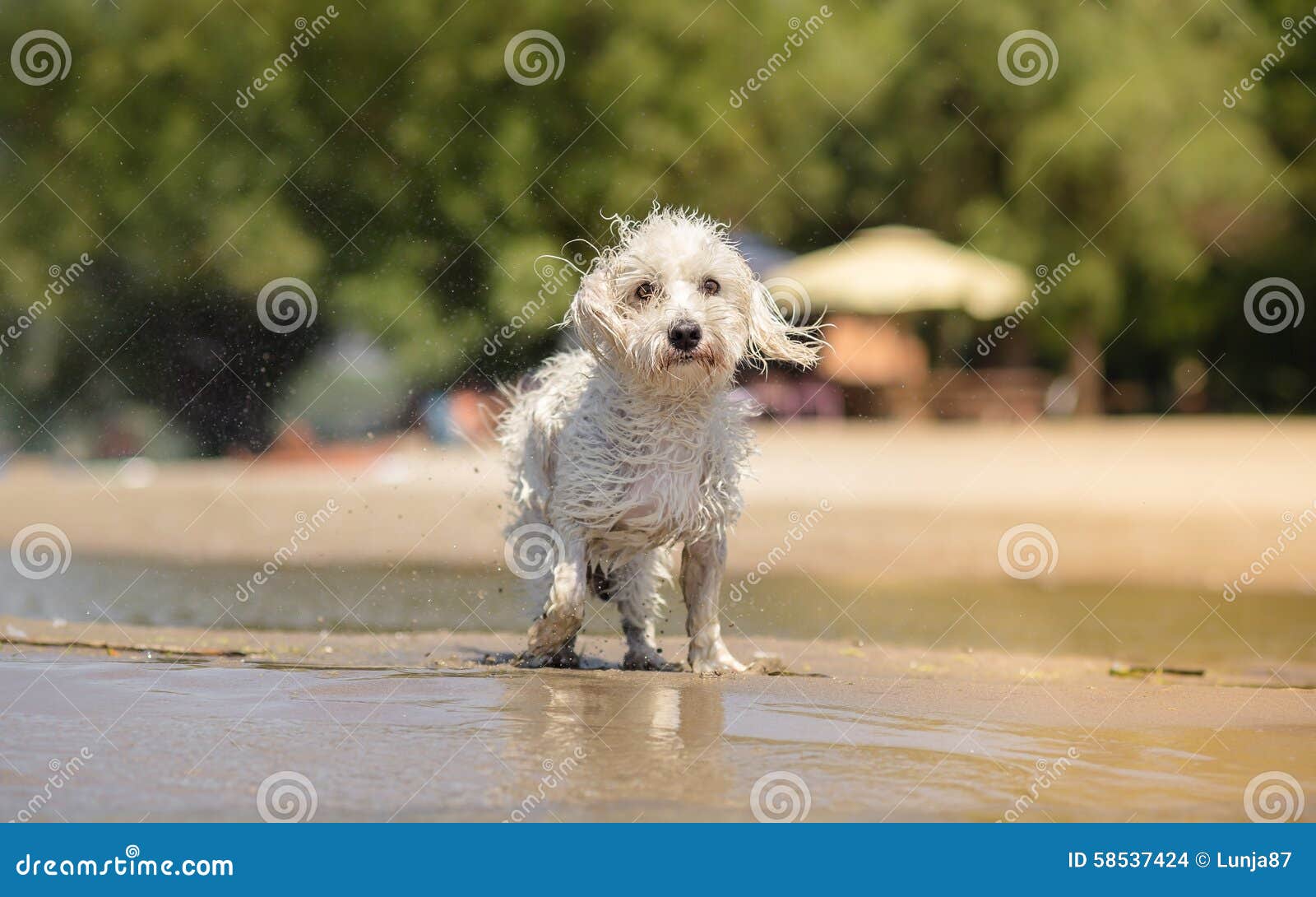 White Dog Shaking Off Water on Beach Stock Photo - Image of water ...