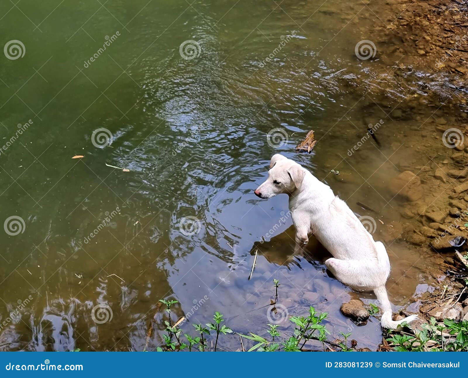 The White Dog Sitting in the Stream Stock Image - Image of wild, black ...