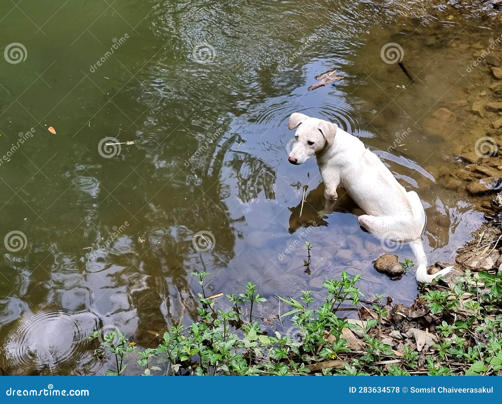 The White Dog Sitting in the Stream Stock Photo - Image of wildlife ...