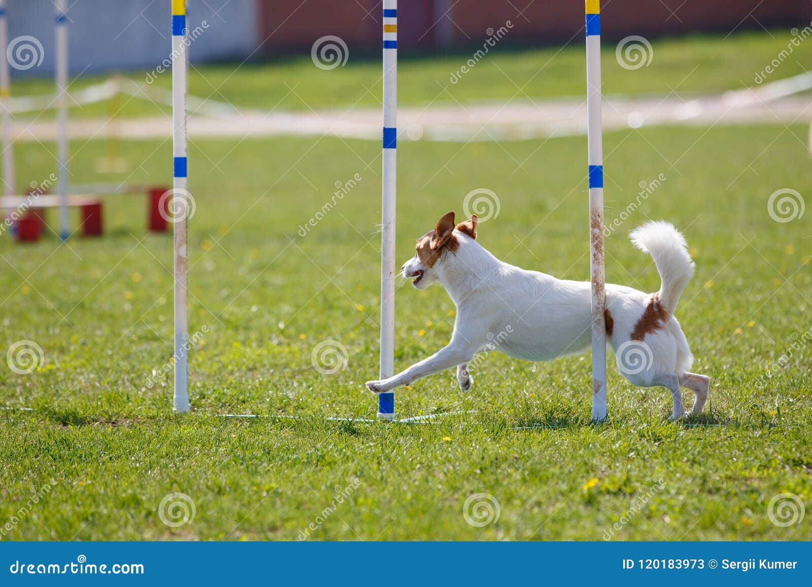 Dog at the Slalom in Agility Competition Stock Image - Image of ...