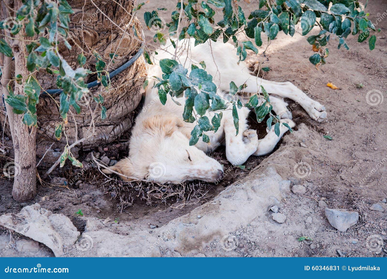 White Dog Sleeping Under a Tree Stock Image - Image of floor, nature ...